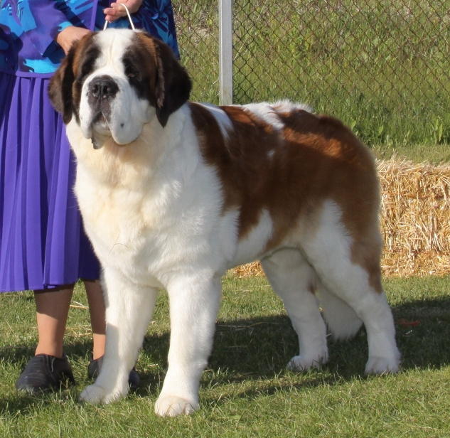 Lasquite Saint Bernards